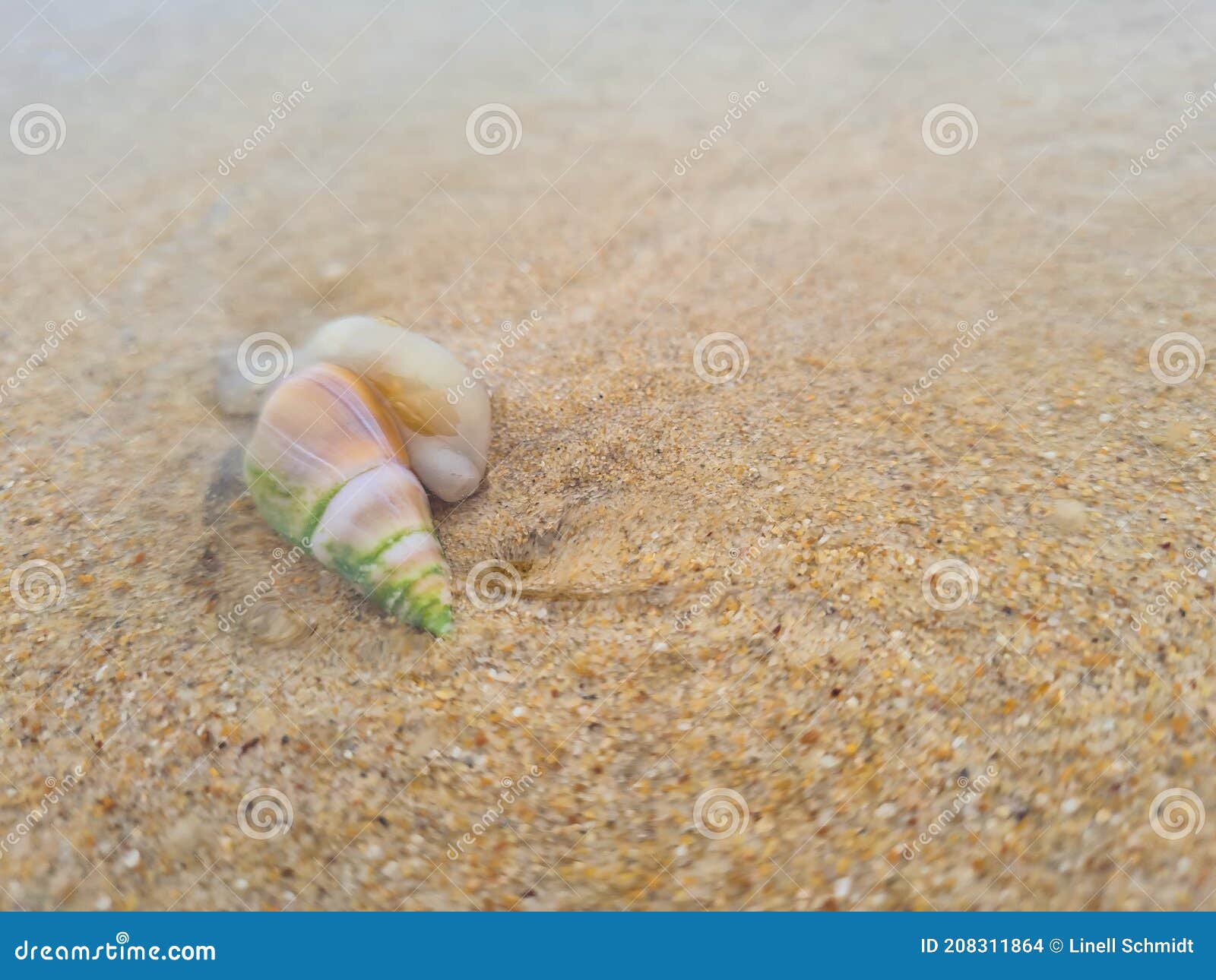 Beach see and Shell stock photo. Image of sand, invertebrate - 208311864