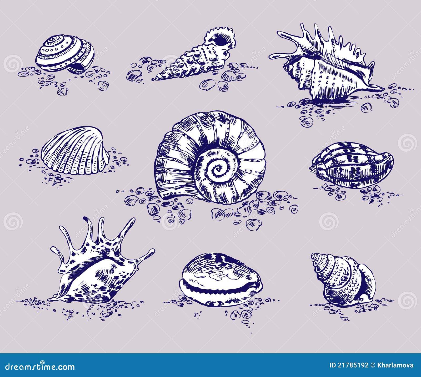 Beach shell stock vector. Illustration of graphic, seashell - 21785192