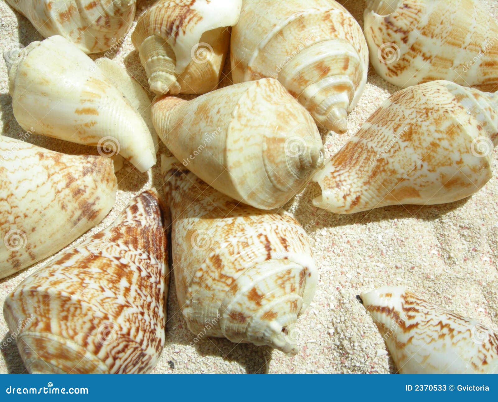 Beach shell stock image. Image of beach, shells, sandy - 2370533