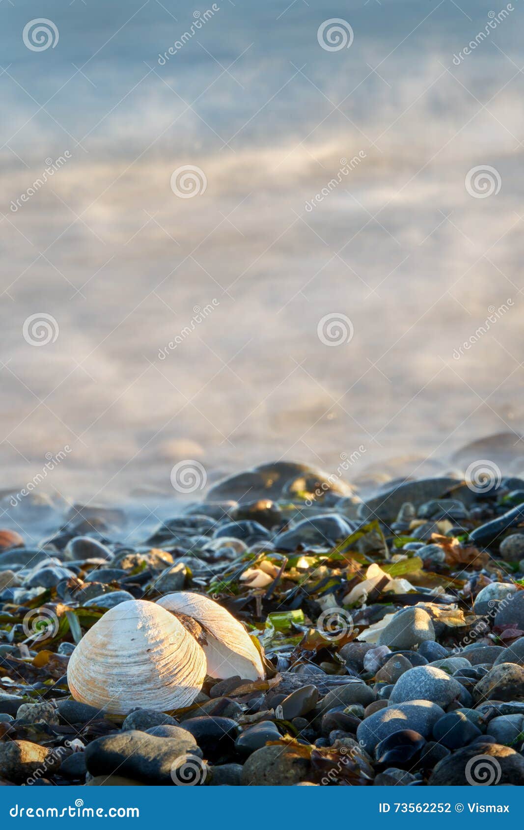 Beach Shell stock photo. Image of space, coastline, nature - 73562252