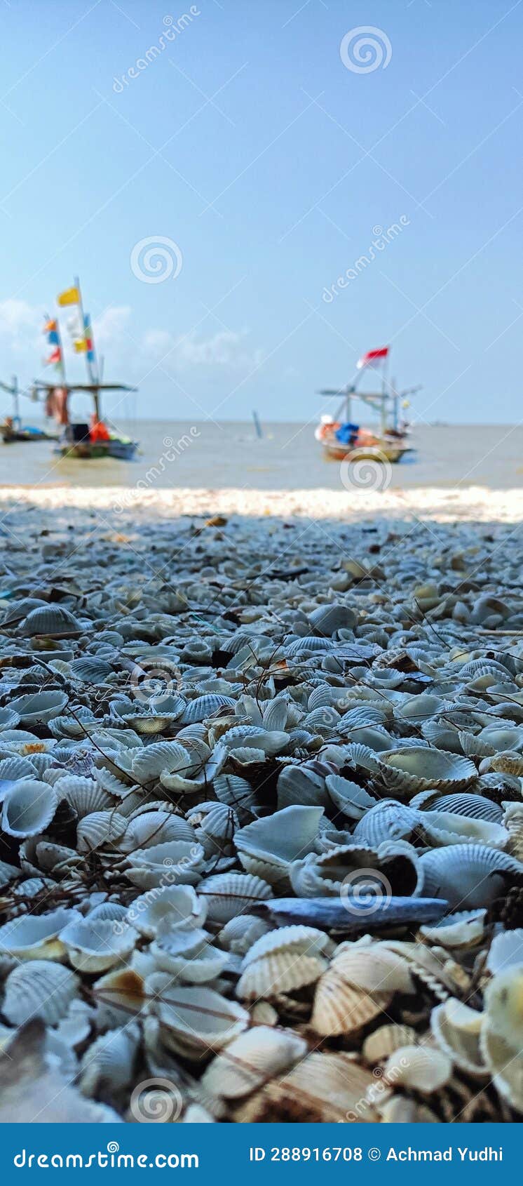 The Beach of shell stock photo. Image of tropical, shell - 288916708