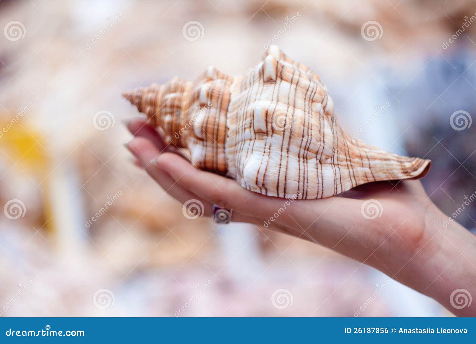 Beach shell held in hand stock photo. Image of scallop - 26187856