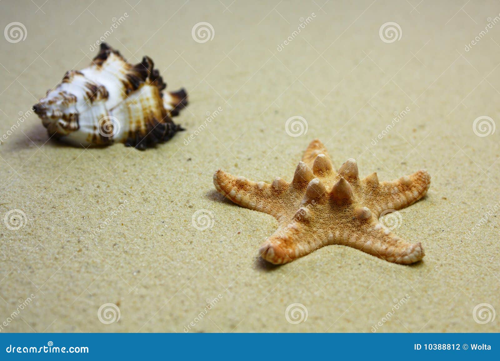 Beach shell and starfish stock photo. Image of life, decor - 10388812