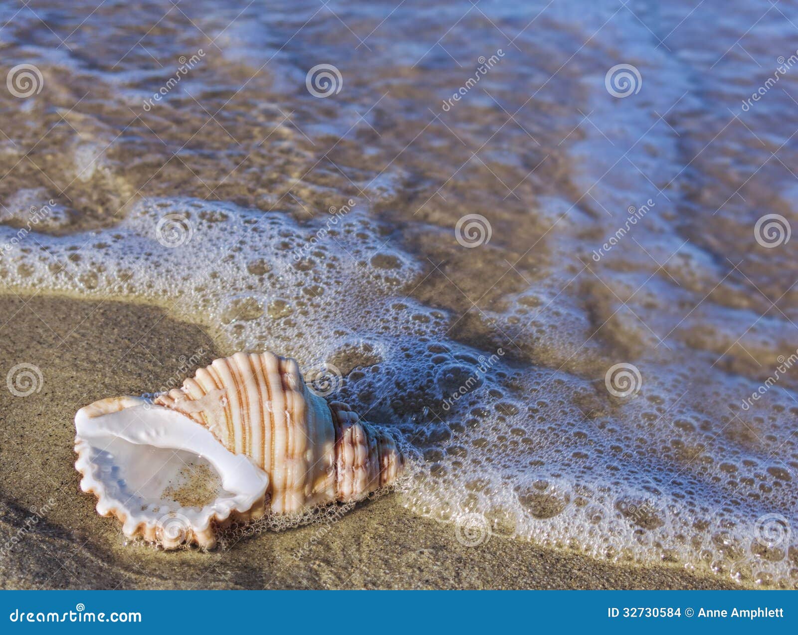 Beach shell in surf stock photo. Image of environment - 32730584