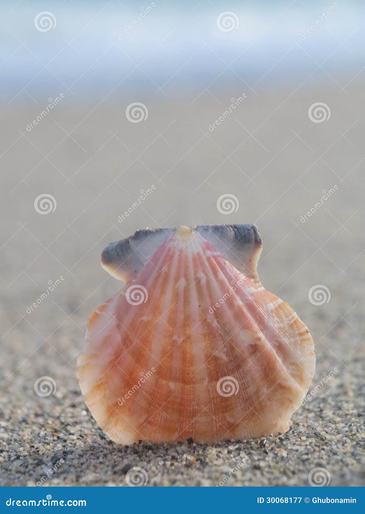 Shell beach stock image. Image of copyspace, conch, exotic - 30068177