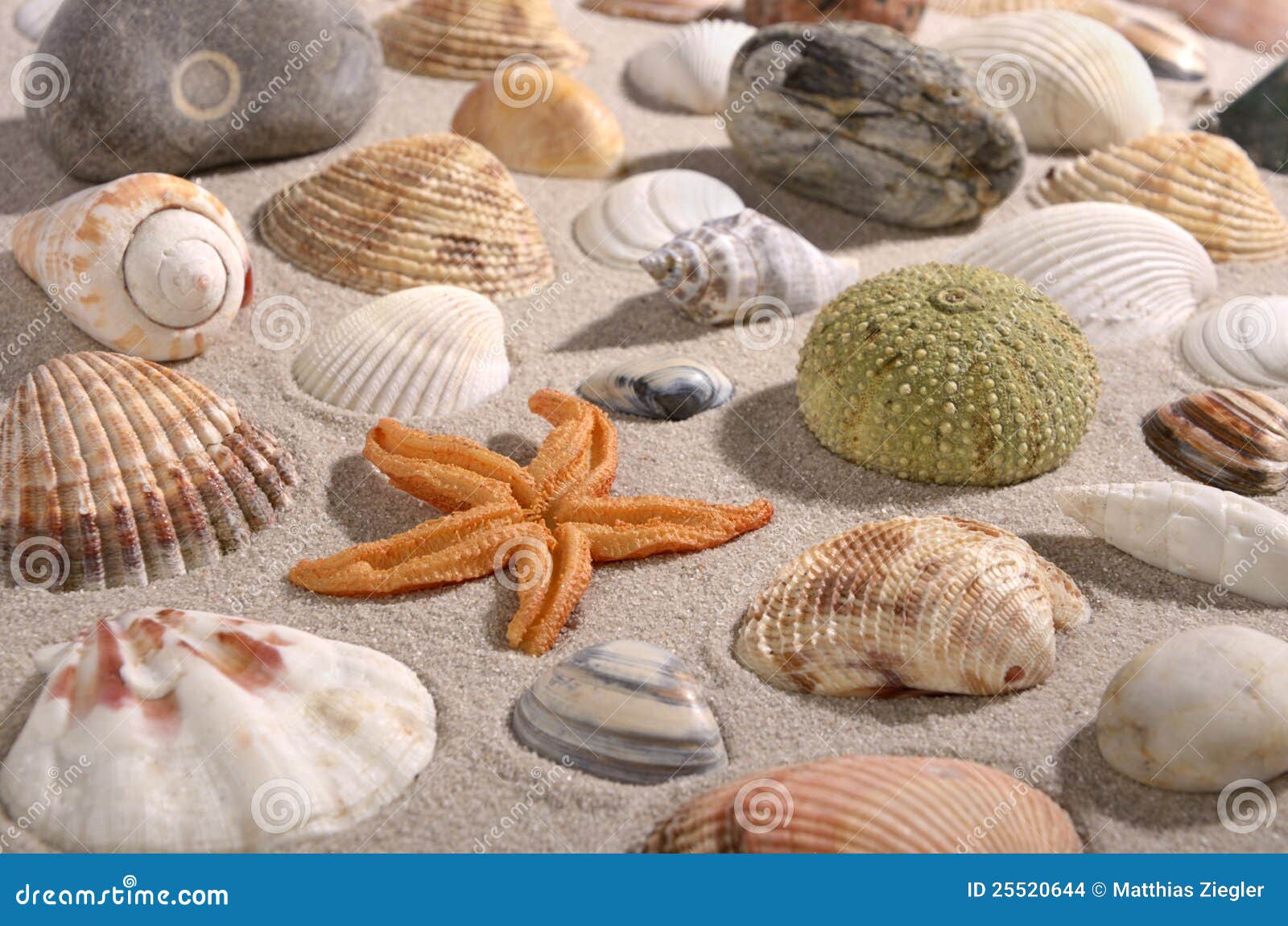 Beach with Shellfisch and Seafood Stock Photo - Image of island, travel ...