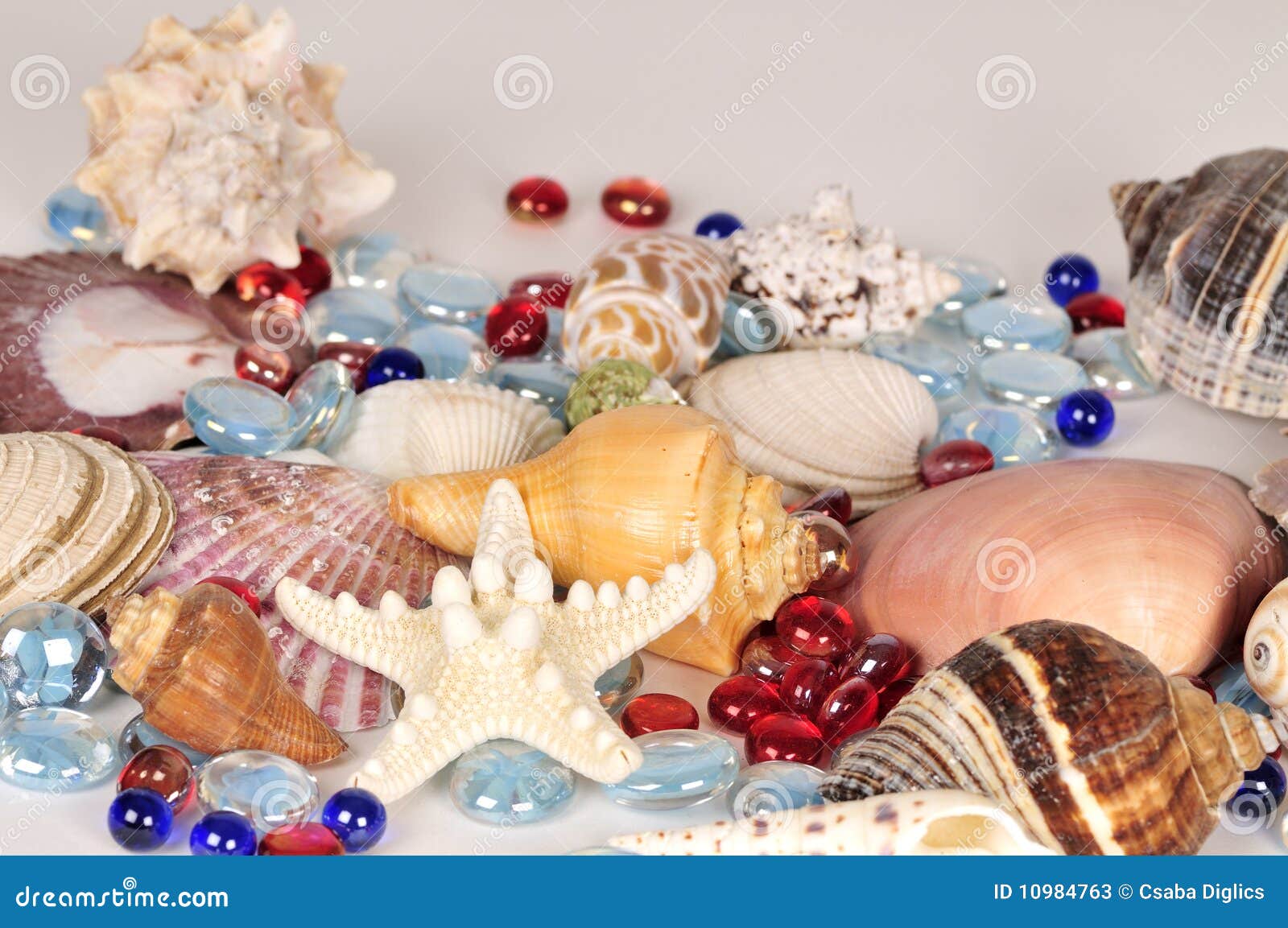 Beach Shells stock image. Image of bunch, close, tropical - 10984763