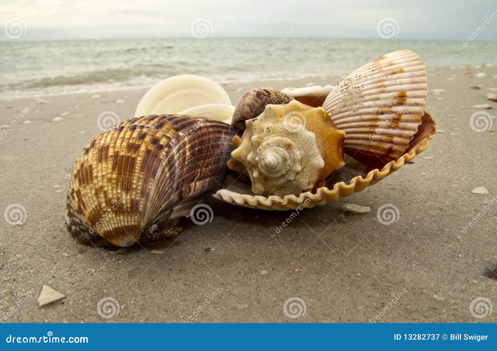Beach Shells stock image. Image of conch, olive, seascape - 13282737