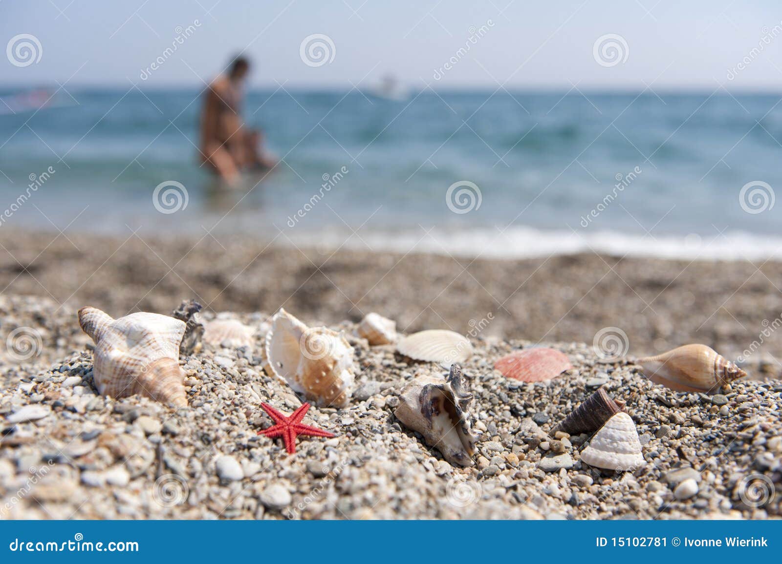Beach with shells stock image. Image of shells, vacation - 15102781