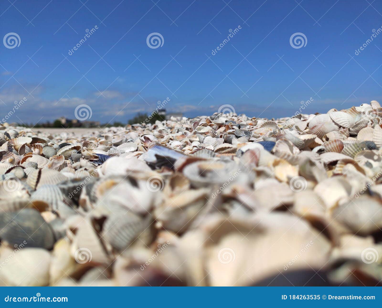 Beach with shells stock image. Image of wave, coast - 184263535