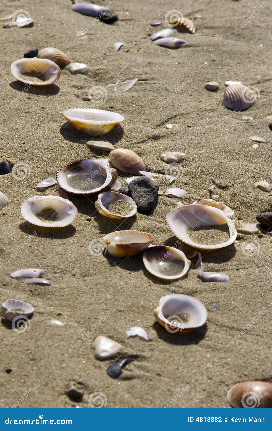 Beach shells stock photo. Image of wave, shell, background - 4818882