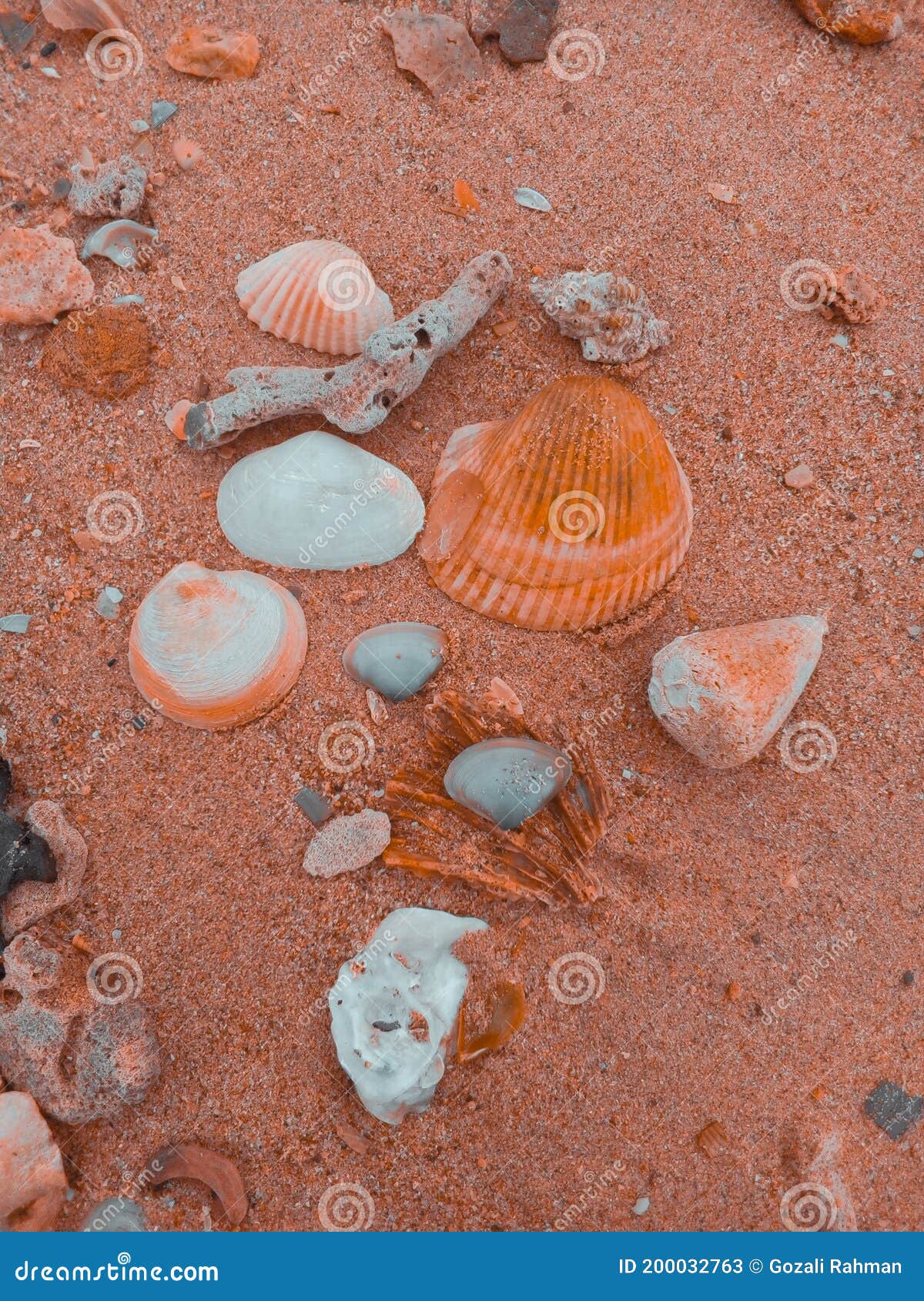 Beach shells stock image. Image of shellfish, sand, aesthetics - 200032763