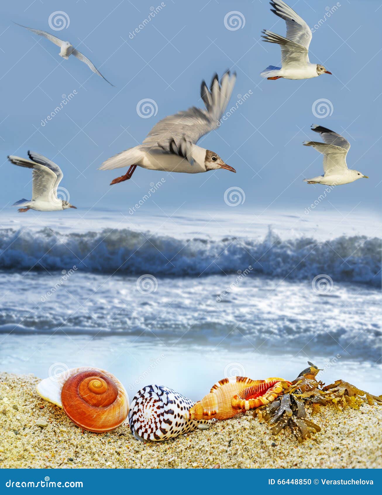 Beach stock photo. Image of scallops, birds, holiday - 66448850