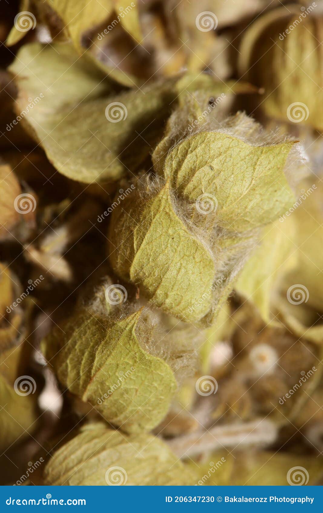 Beach Shells Close Up Summer Mood Modern Background High Quality Prints ...