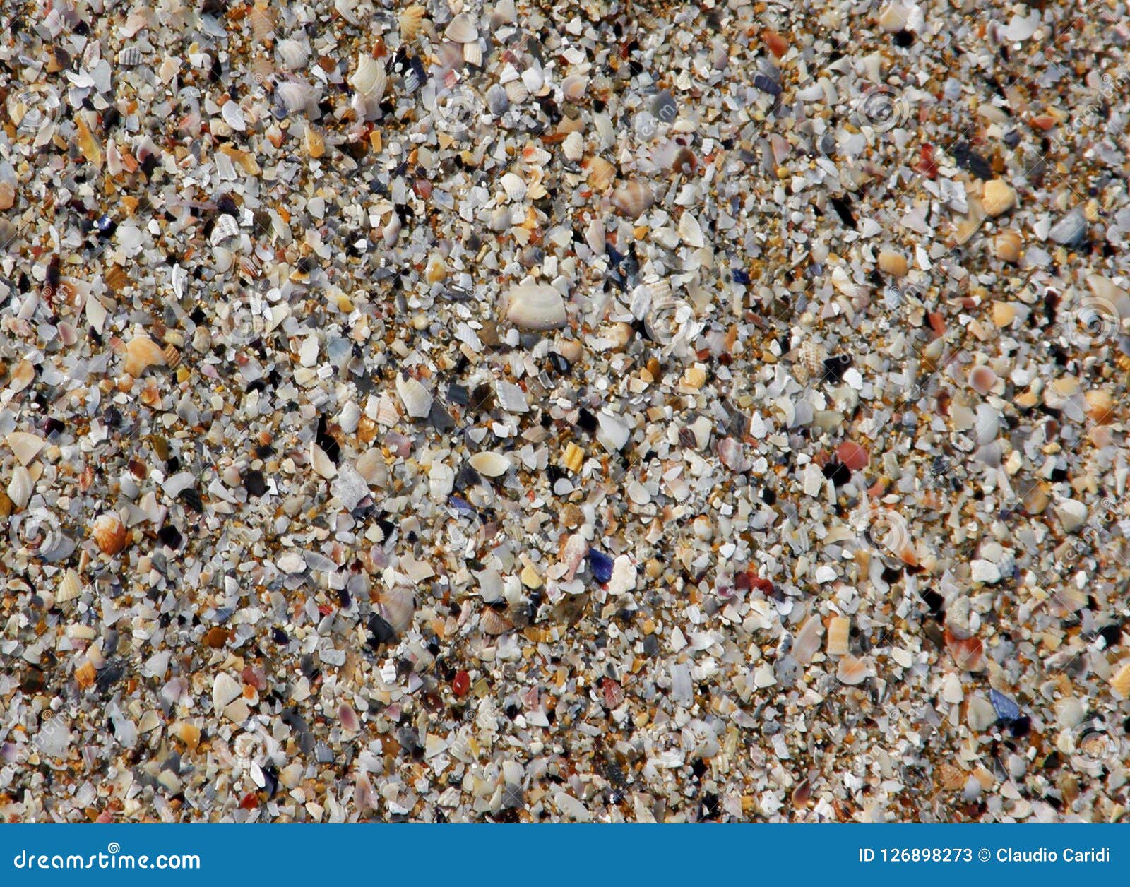 Beach and shells stock image. Image of beach, shells - 126898273