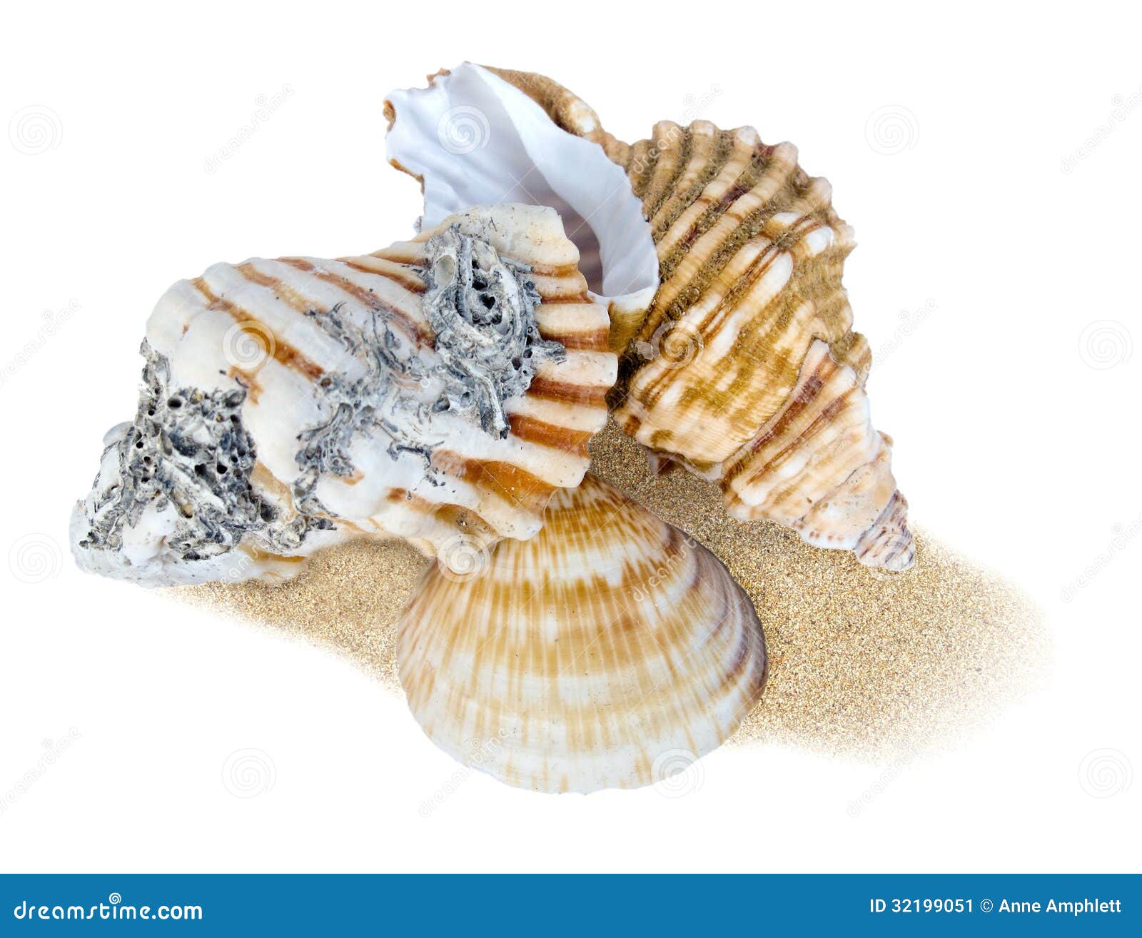 Seashells stock image. Image of minimal, background, sand - 32199051