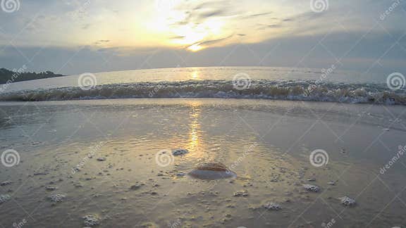 Beach shells in morning. stock photo. Image of shell - 111843562