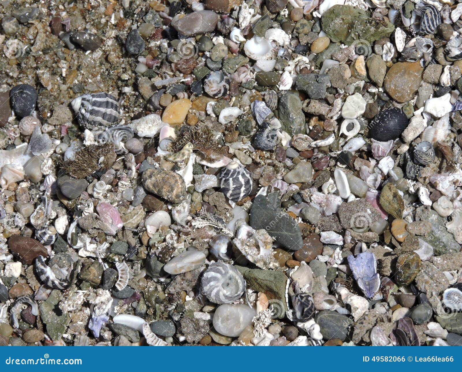 Beach shells and pebbles stock photo. Image of black - 49582066