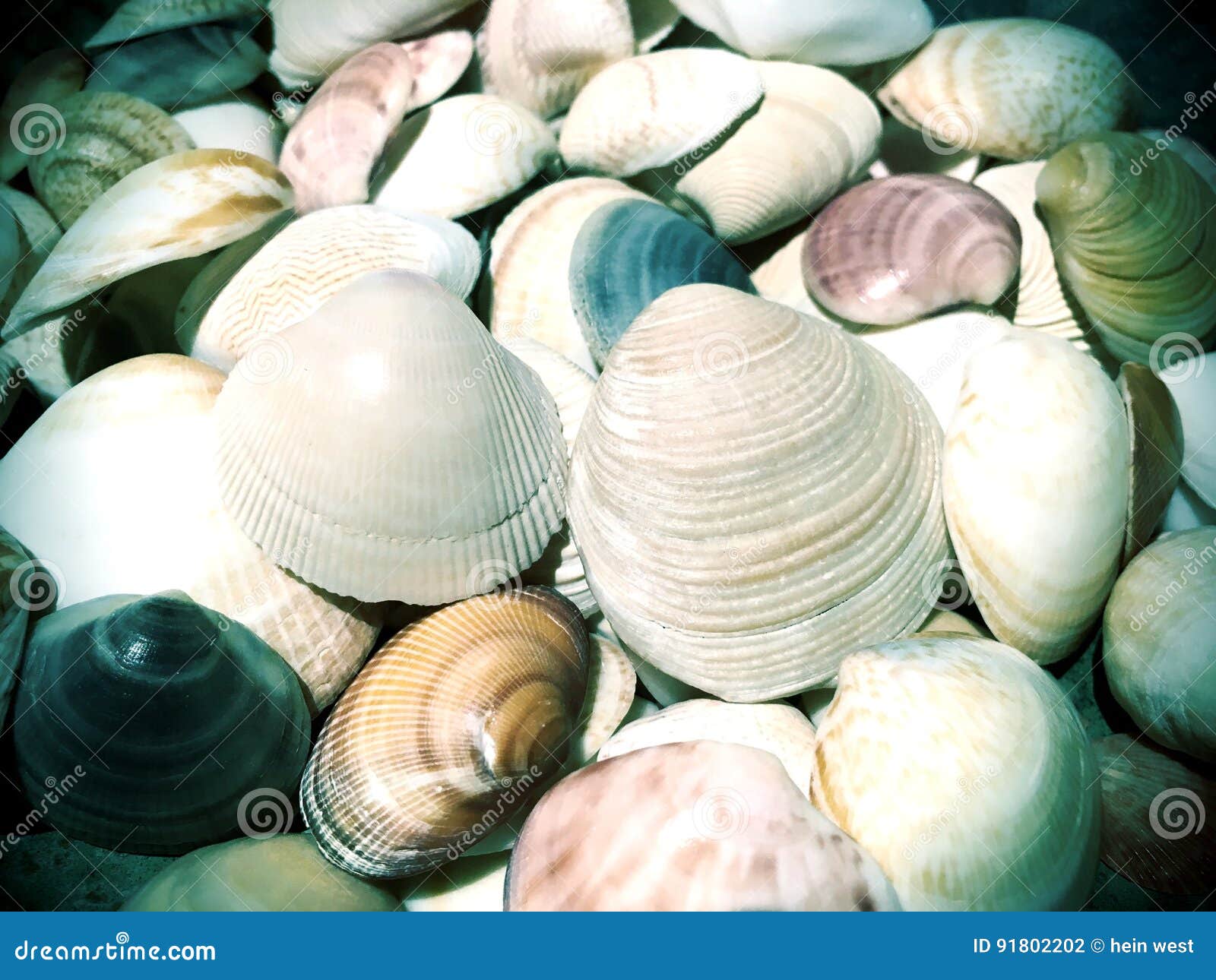 Beach Shells stock photo. Image of beach, perth, western - 91802202