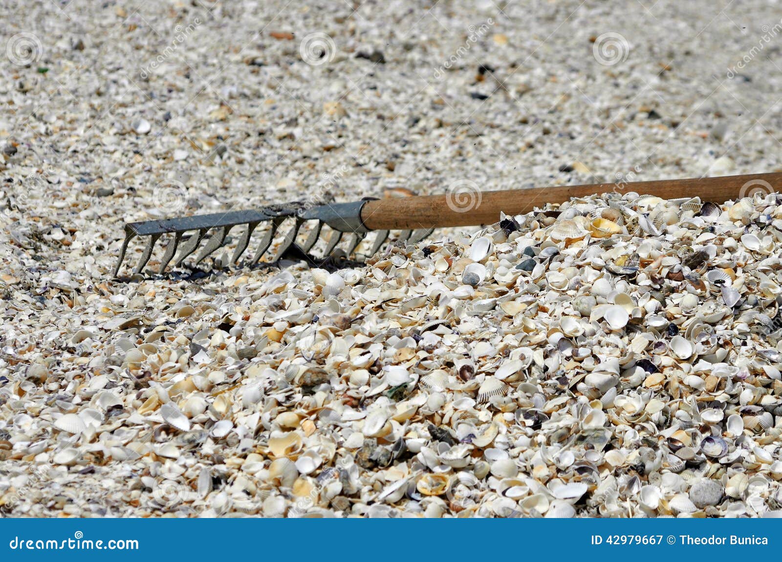 Rake and Beach with Shells. Shells Background Stock Image - Image of ...