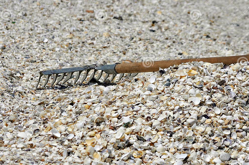 Rake and Beach with Shells. Shells Background Stock Image - Image of ...