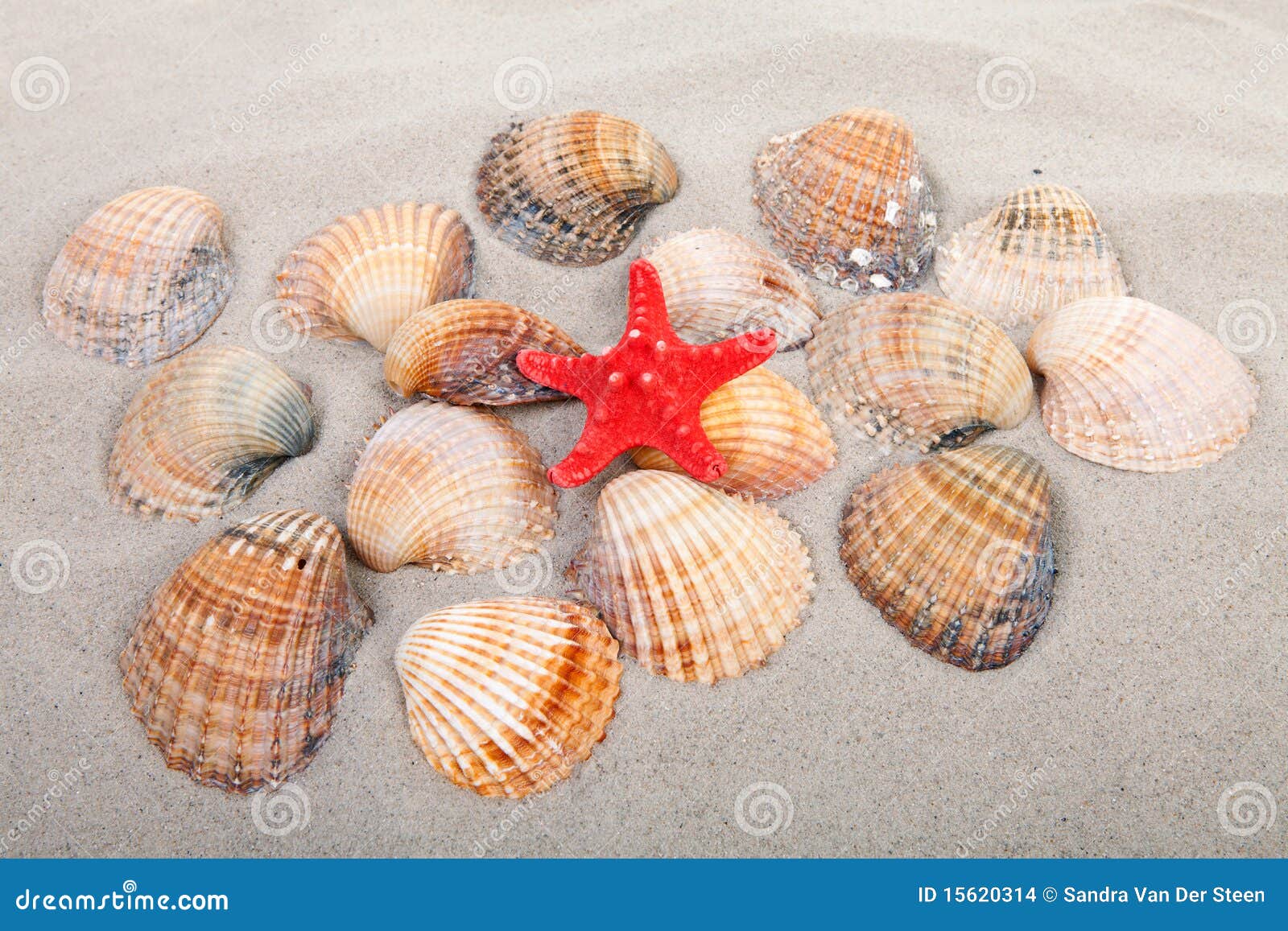 Beach with Shells and Red Starfish Stock Photo - Image of summertime ...