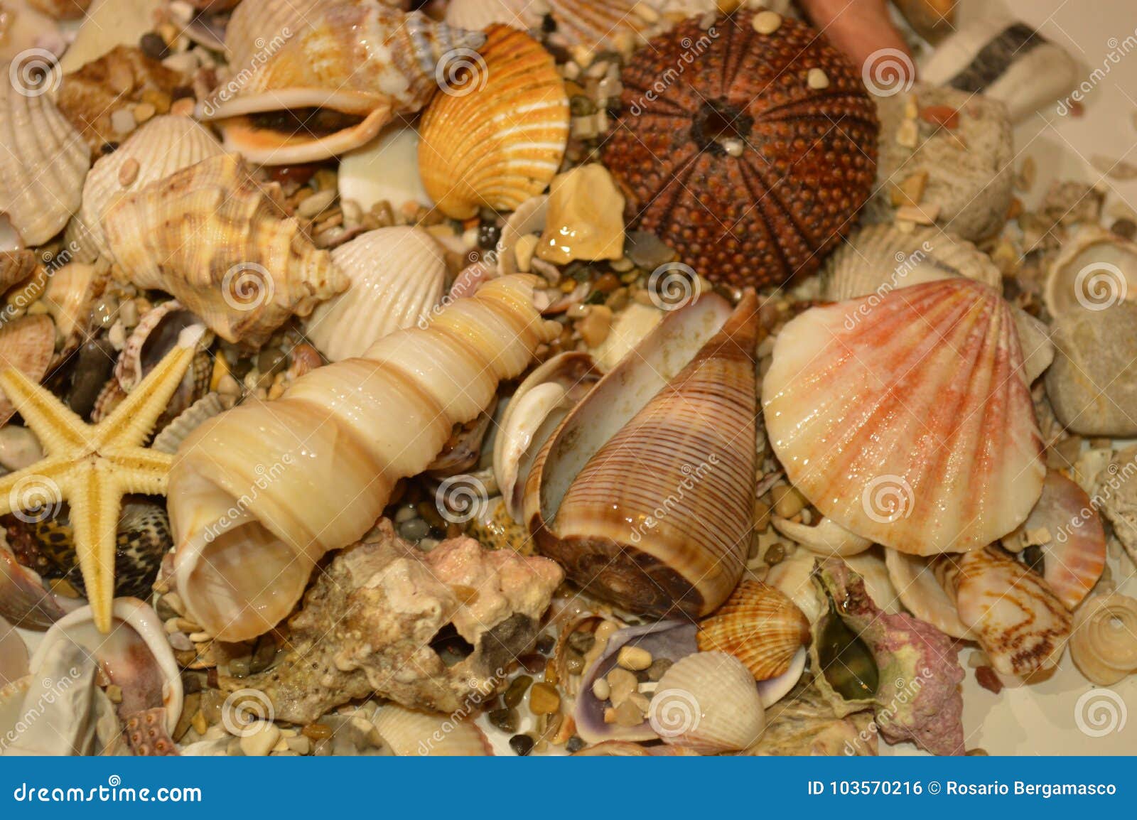Shells star of sea stock photo. Image of star, beach - 103570216