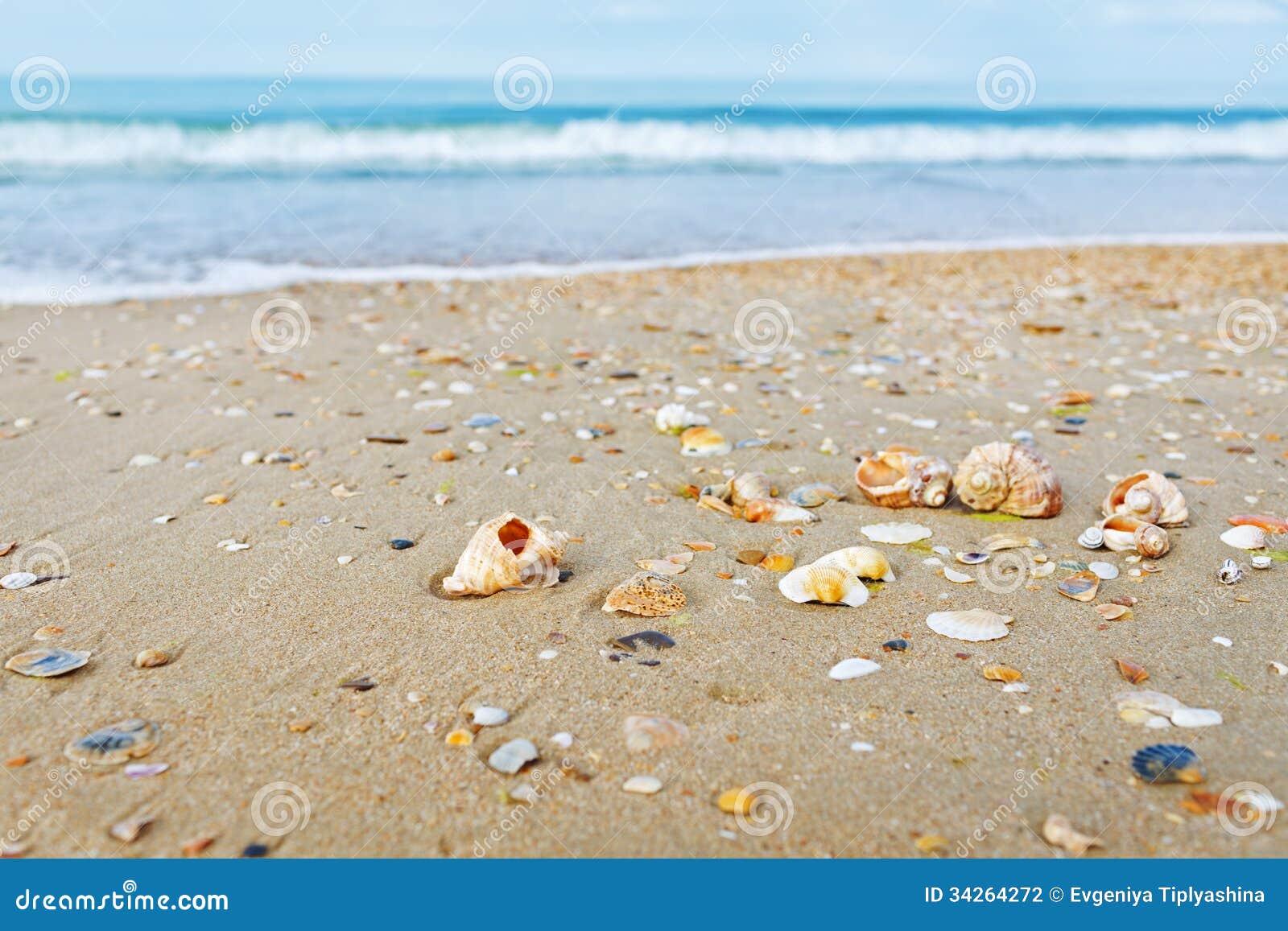 Beach with shells stock photo. Image of outdoor, sunlight - 34264272
