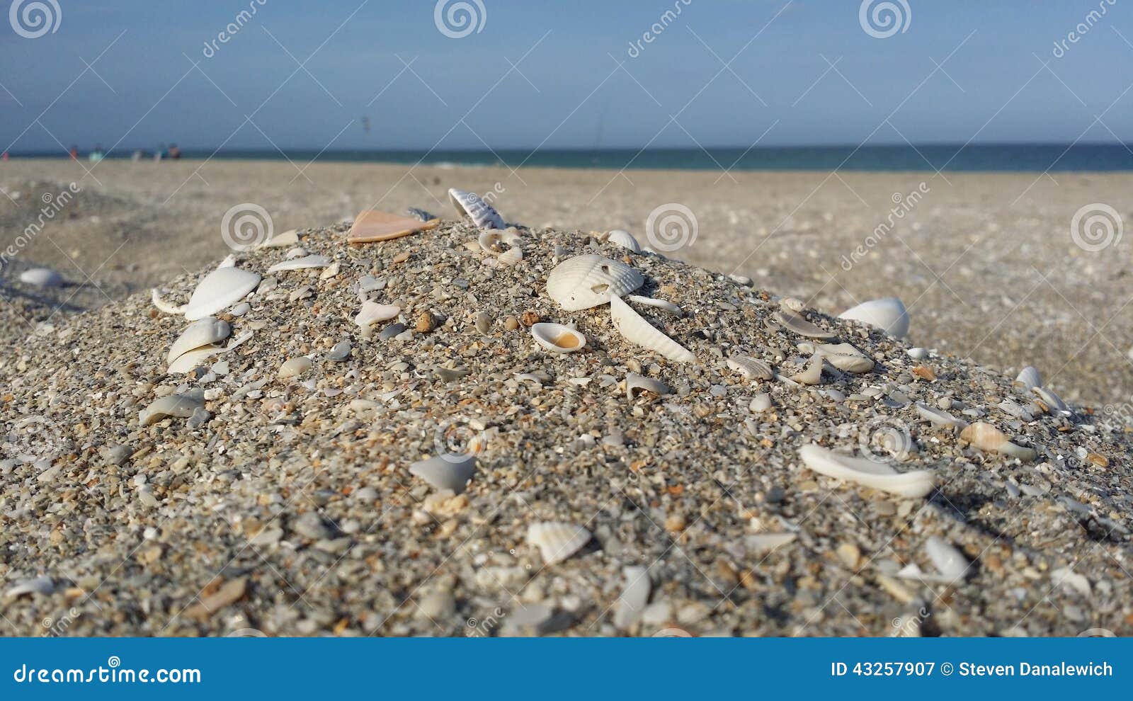 Beach Shells stock image. Image of shell, shells, ocean - 43257907