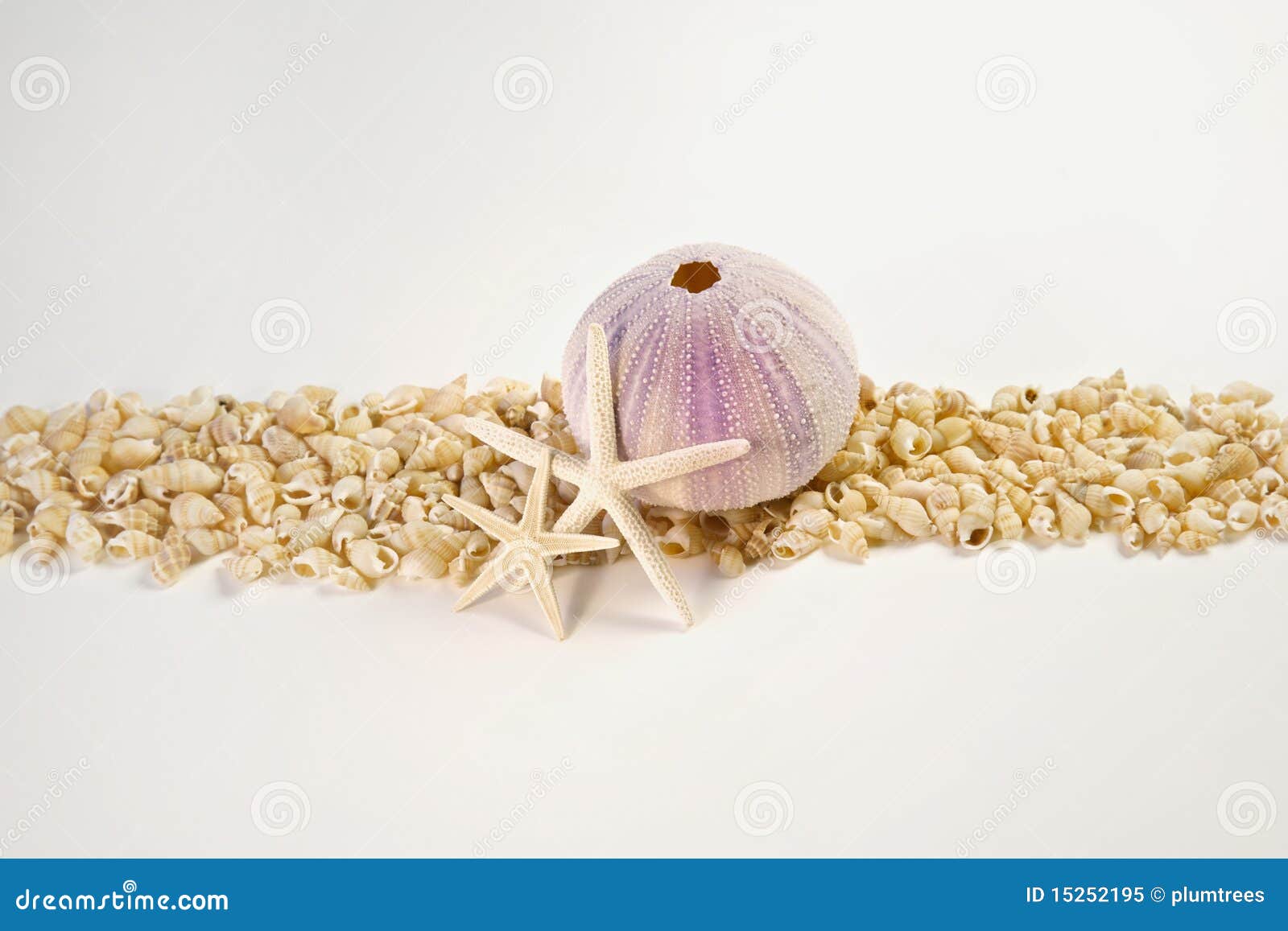 Beach Shells and Starfish Border Stock Image - Image of border ...