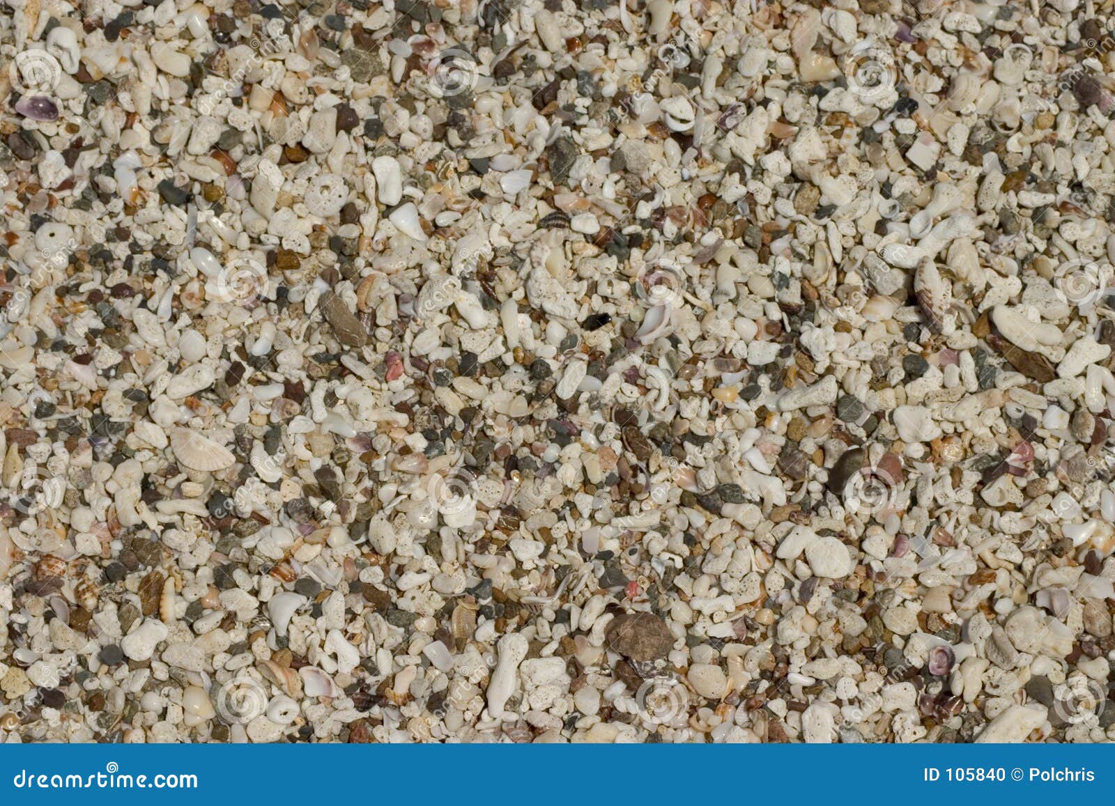 Beach Shells Texture Picture. Image: 105840