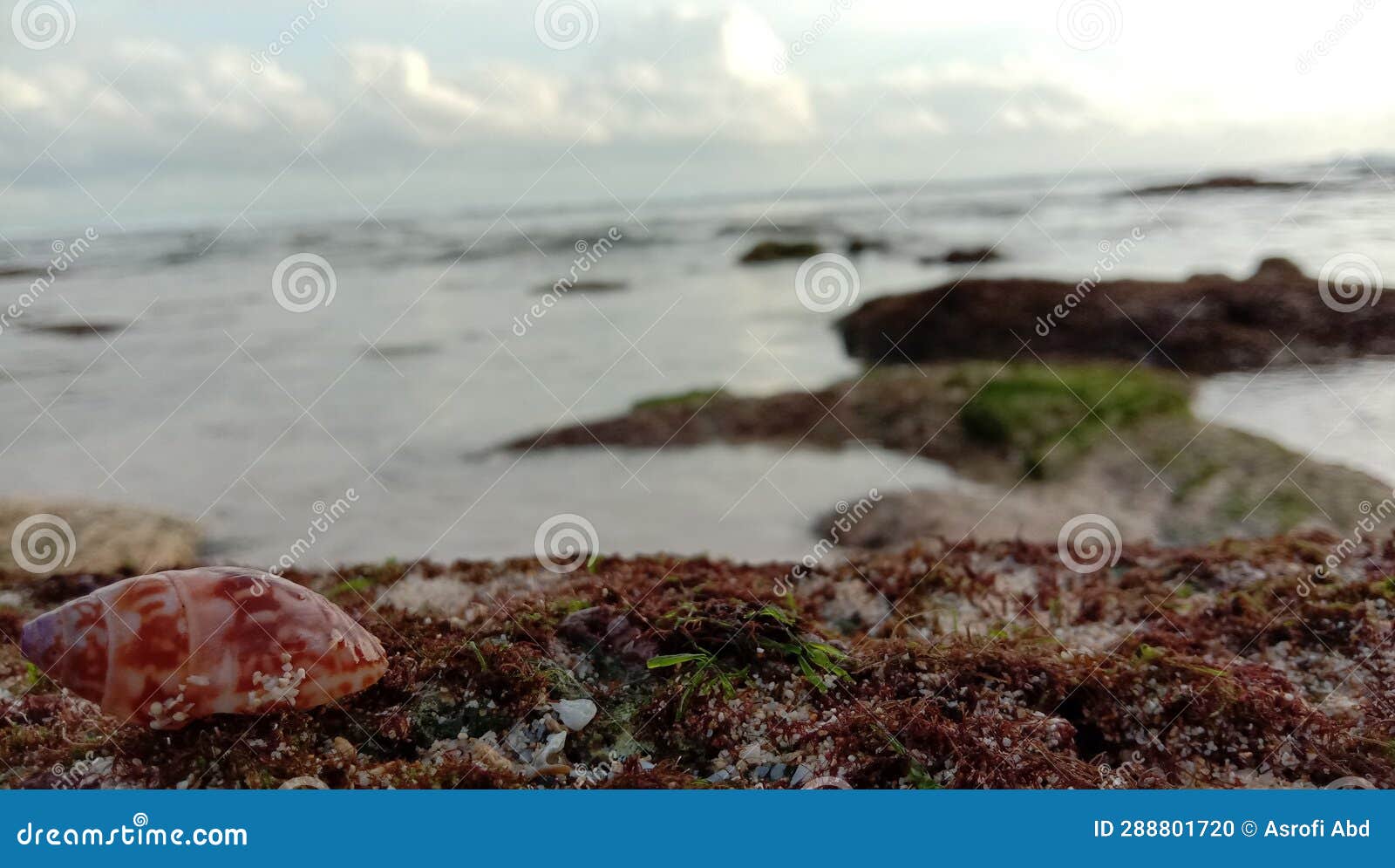 Beach and shells stock photo. Image of shore, tinyseashells - 288801720