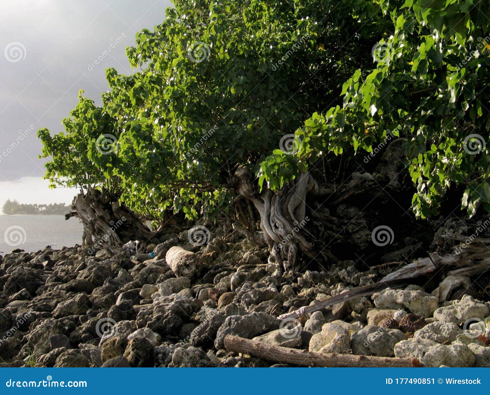 Beach Shore with Green Trees in Bora Bora. French Polynesia Stock Image ...