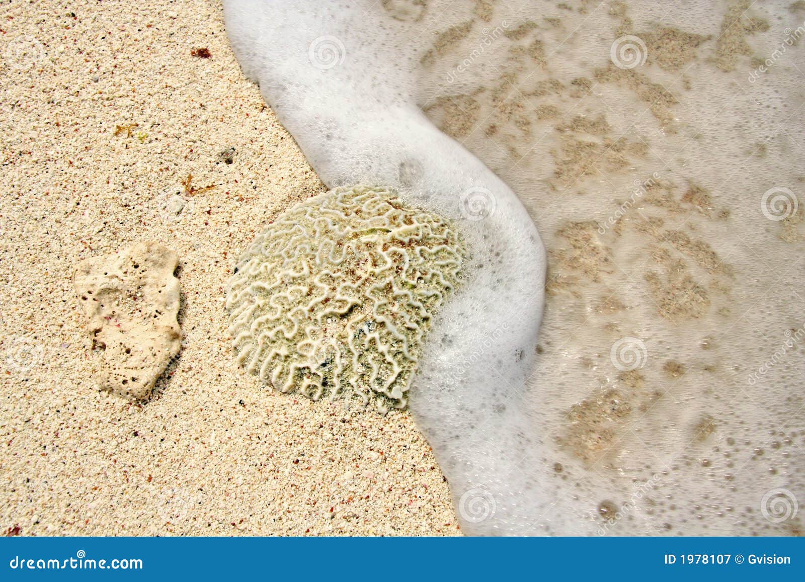 Beach Shoreline Close-up stock image. Image of ocean, summer - 1978107
