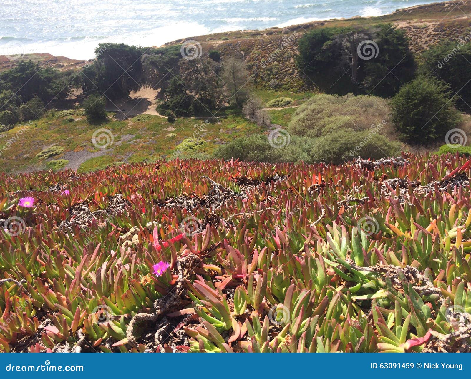 Beach Side Forest in San Francisco Stock Image - Image of nice, secrets ...