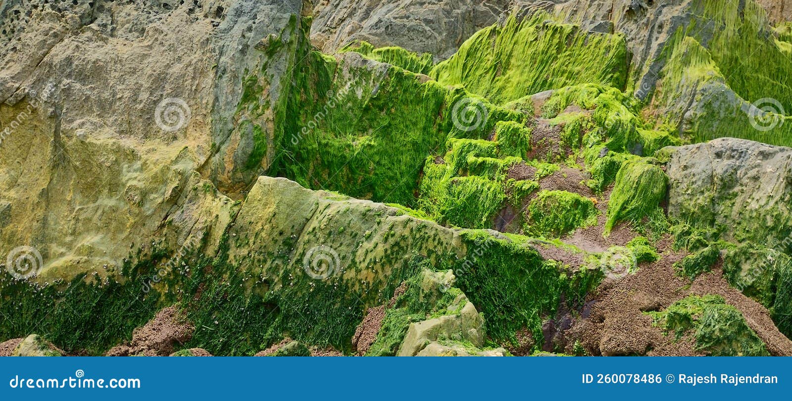Beach Side Rocks and Algae Formations Stock Photo - Image of side ...