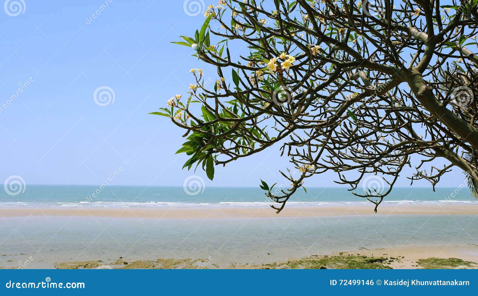 Beach side tree. stock photo. Image of plumeria, leave - 72499146