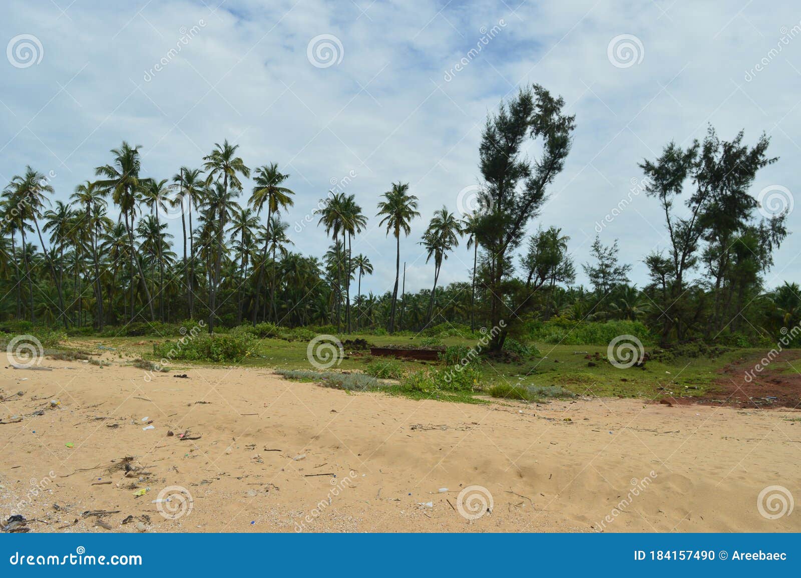 Beach side trees stock photo. Image of beach, nature - 184157490