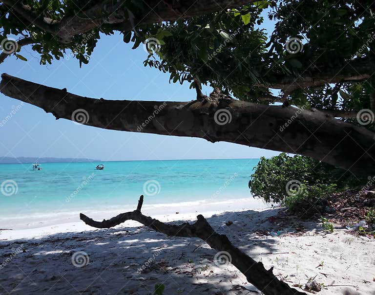 Beach Side Trees at Havelock Island Stock Image - Image of island ...