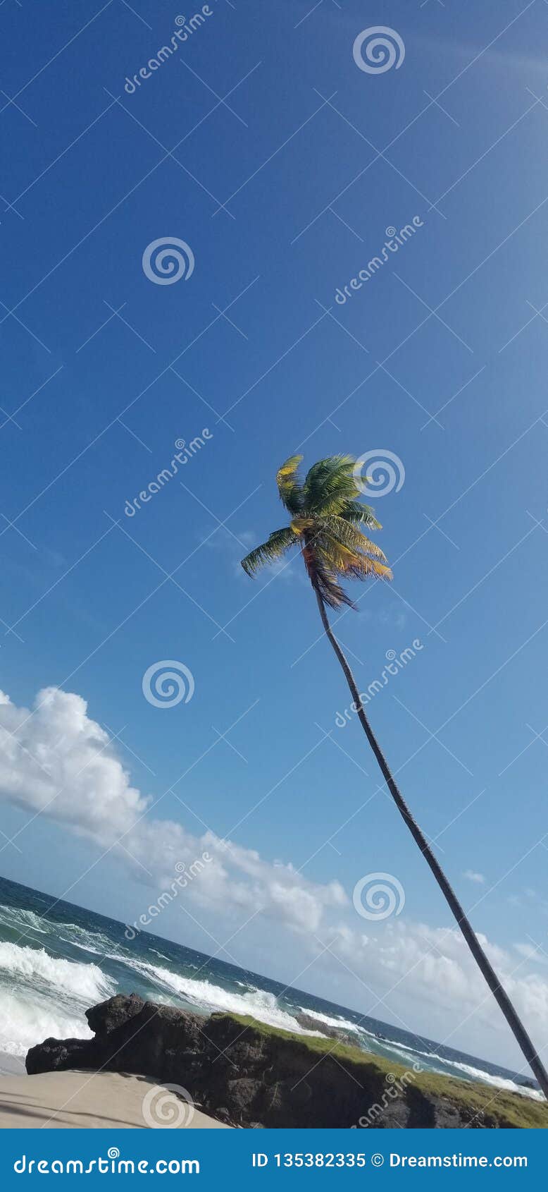 Beach side view stock image. Image of beach, coconut - 135382335