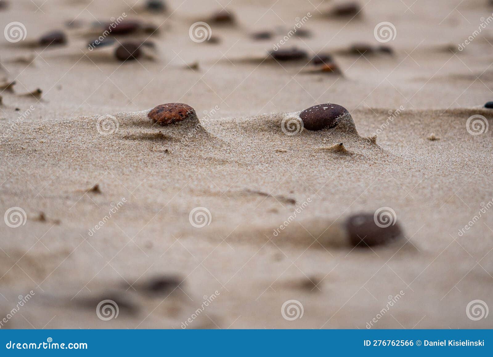 Beach, Small Pebbles on the Sand Stock Photo - Image of reptile, field ...