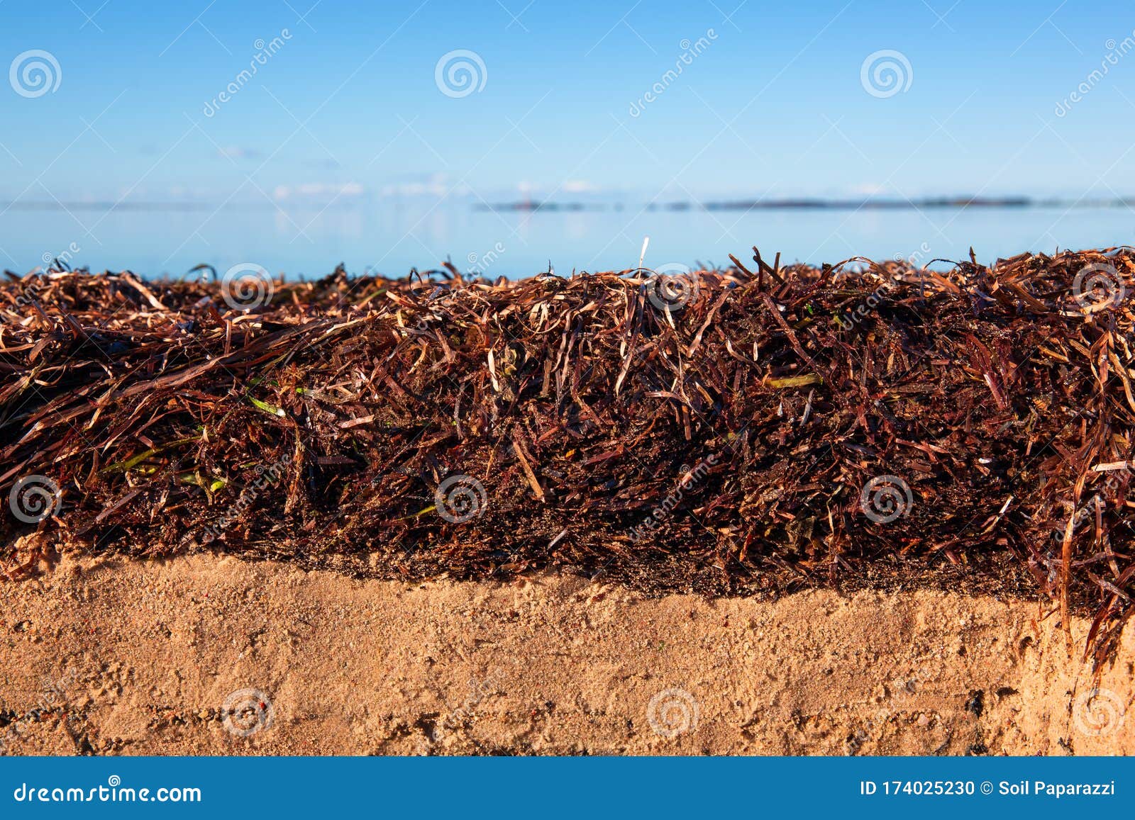 Beach Soil Covered by Washed on Algae Stock Photo - Image of pedon ...