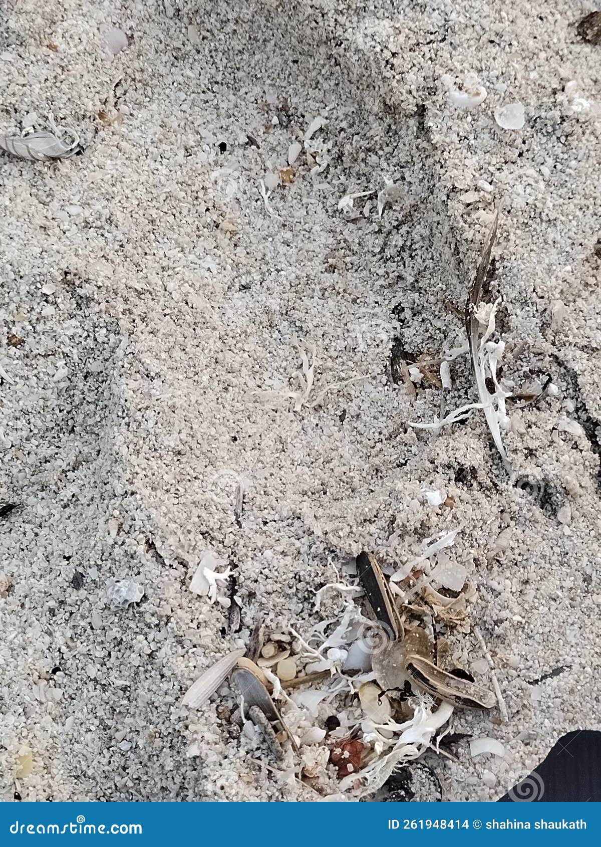 Beach soil v stock photo. Image of rock, geology, flooring - 261948414