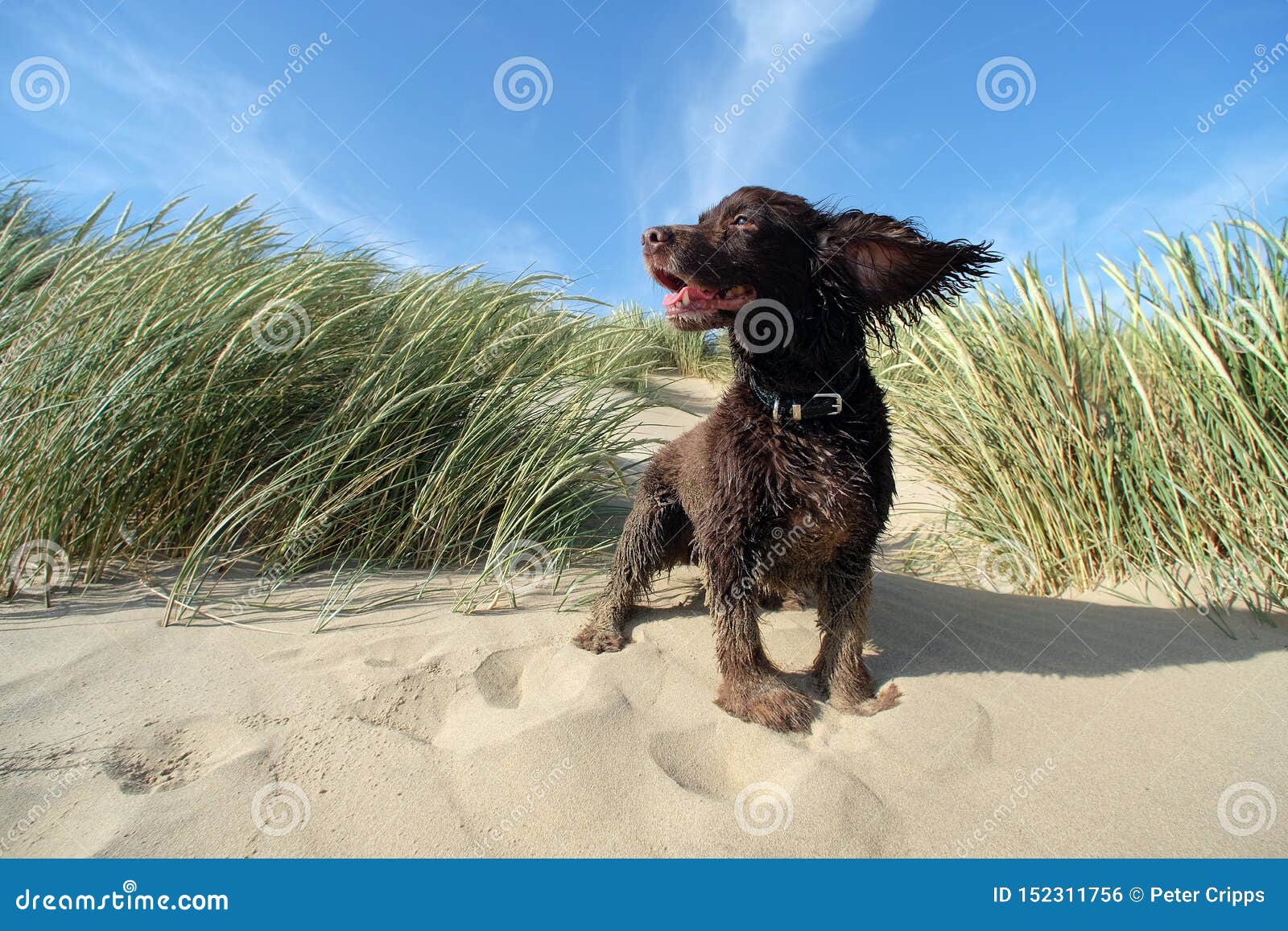 Beach spaniel stock photo. Image of camber, sand, spaniel - 152311756