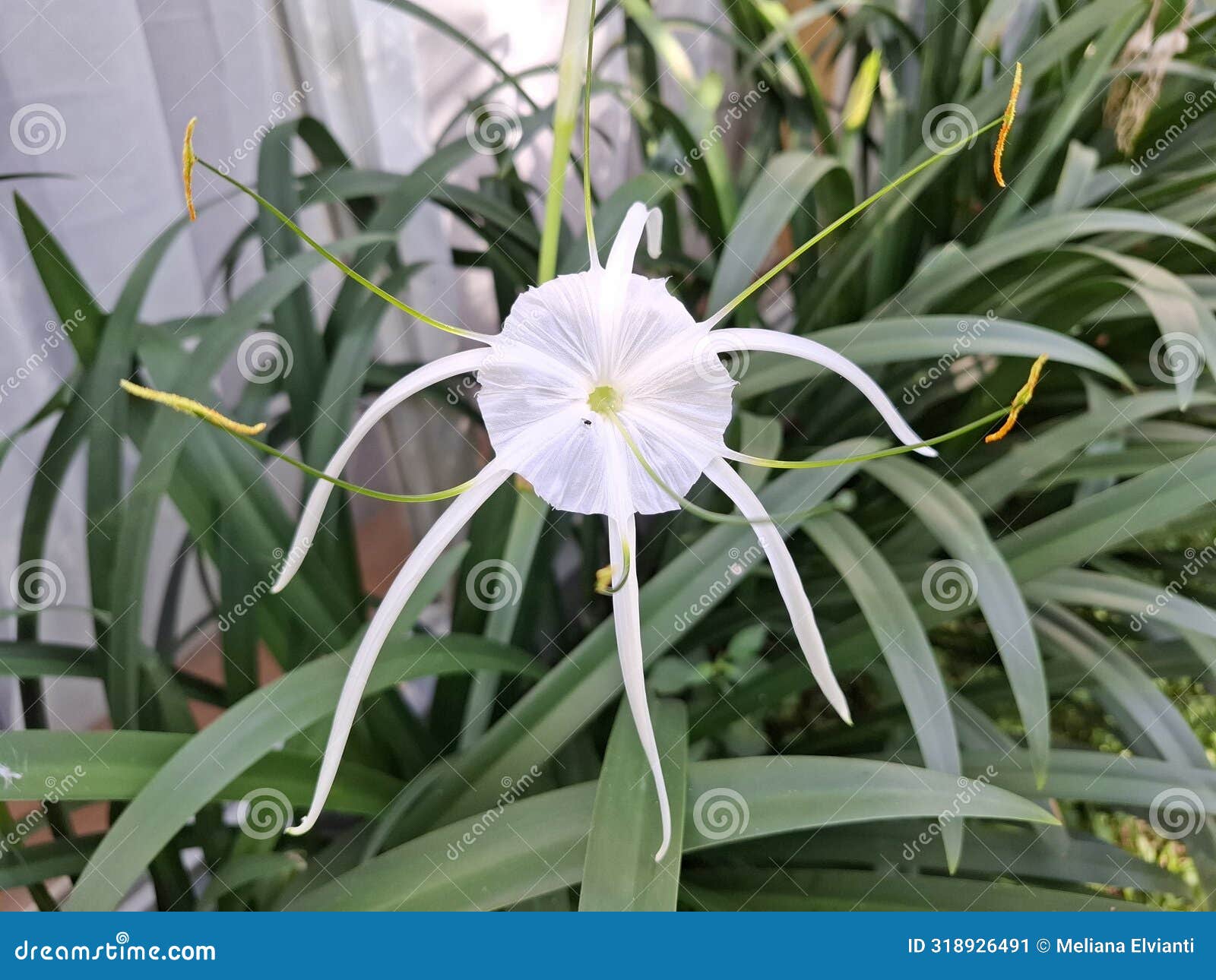 Beach Spider Lily, a Simply Beautiful Bulb Flower Stock Image - Image ...