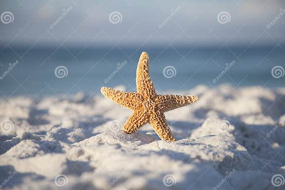 Beach and Starfish stock photo. Image of starfish, outdoor - 25796740
