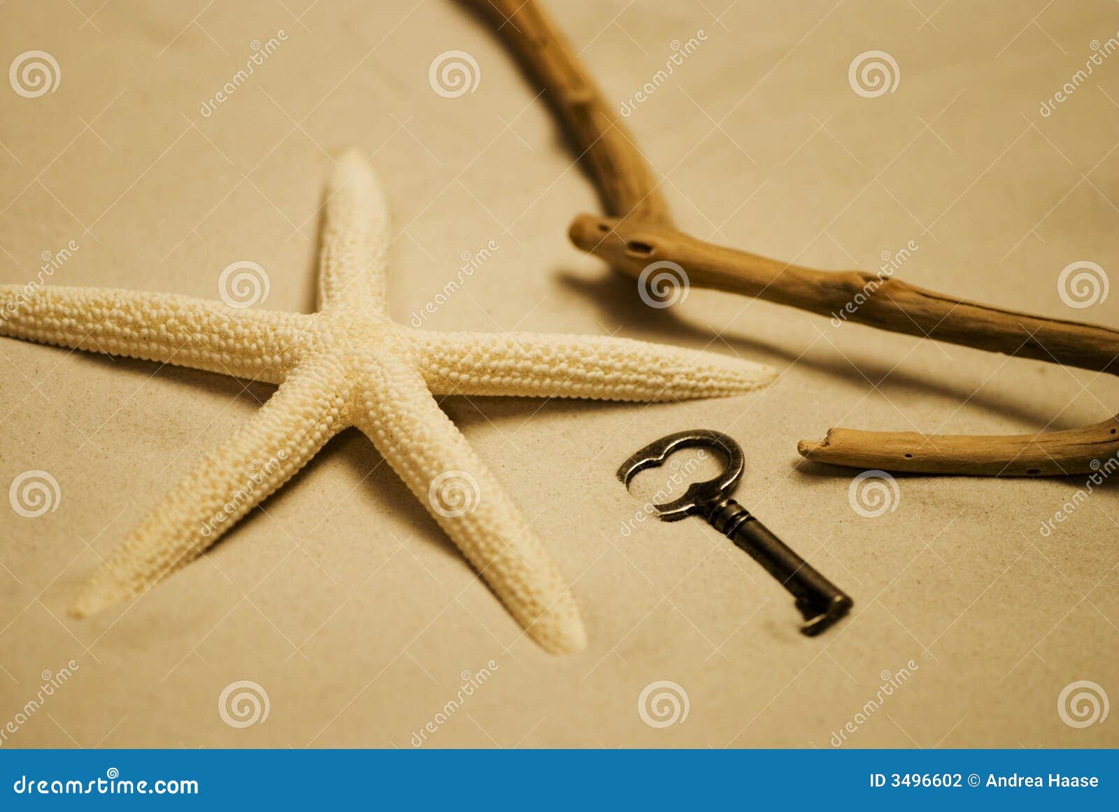 Beach still life stock photo. Image of beach, starfish - 3496602