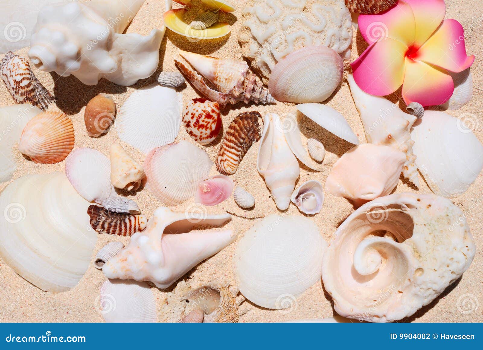 Beach still-life stock photo. Image of sand, landscape - 9904002