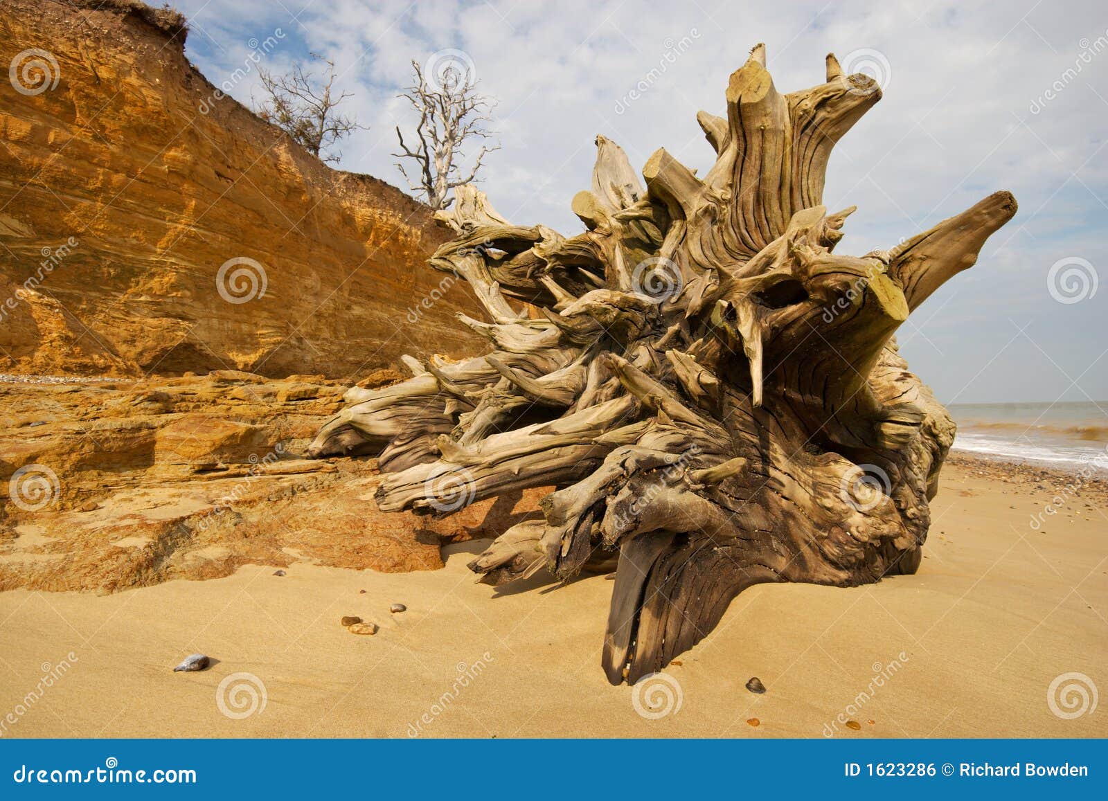 Beach stump stock photo. Image of stump, benacre, bleached - 1623286