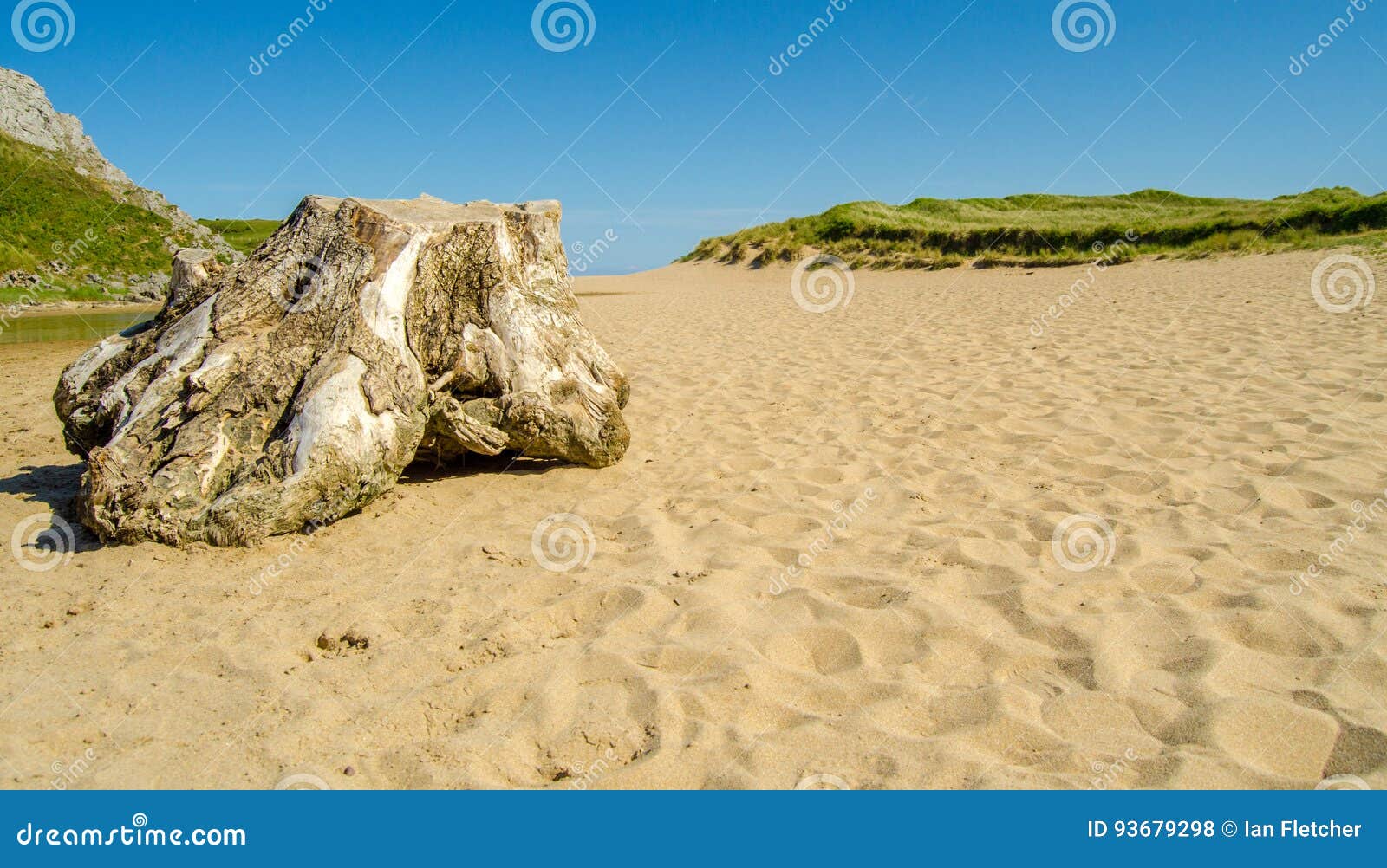 Beach stump stock photo. Image of stump, sandy, dead - 93679298